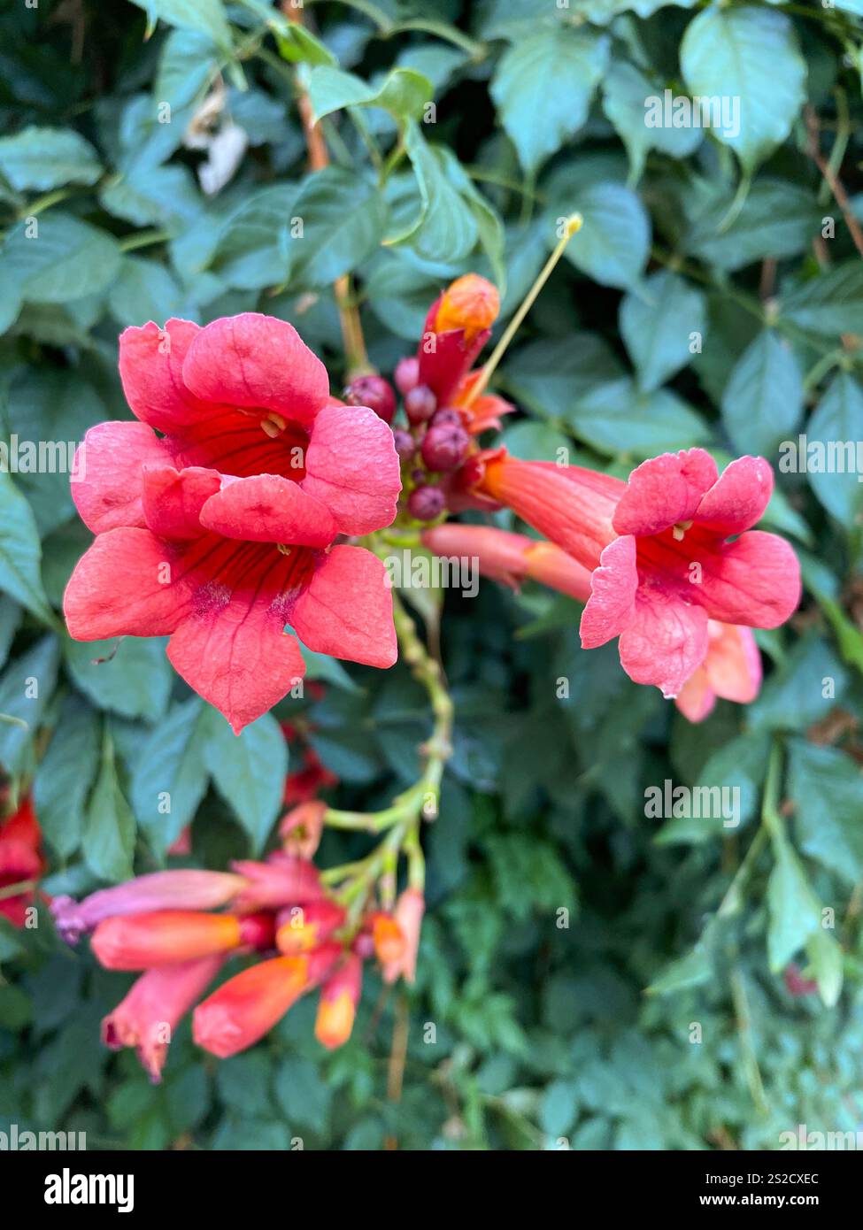 Beautiful campsis radicans red hi-res stock photography and images - Alamy