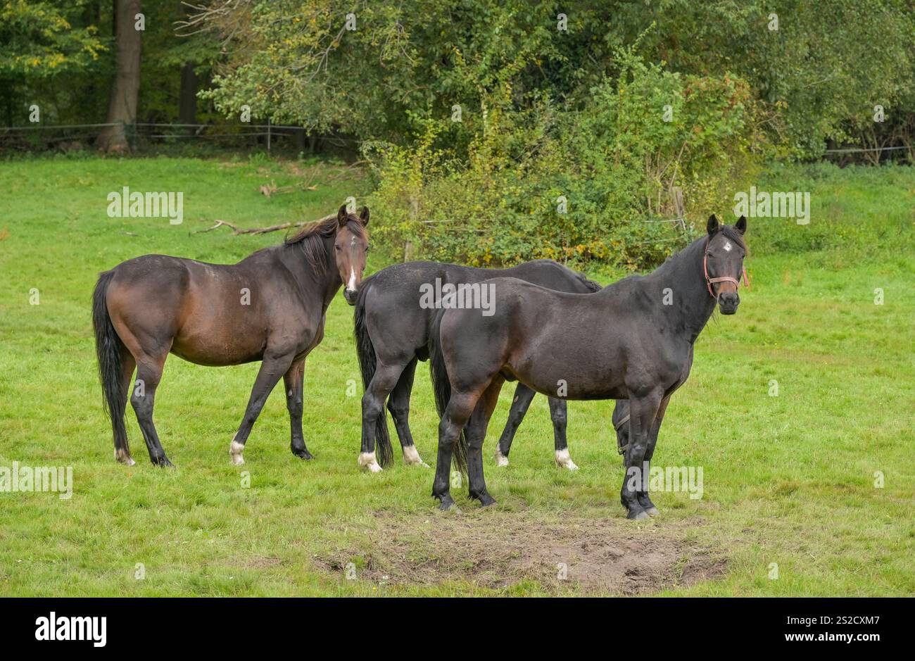 Pferde auf der Weide, Kreis Lüchow-Dannenberg, Niedersachsen ...