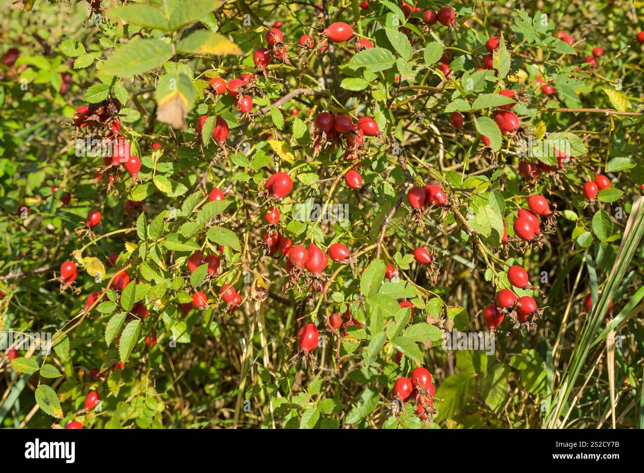 Hagebutte der Hundsrose Rosa canina *** Rosehip of the dog rose Rosa ...