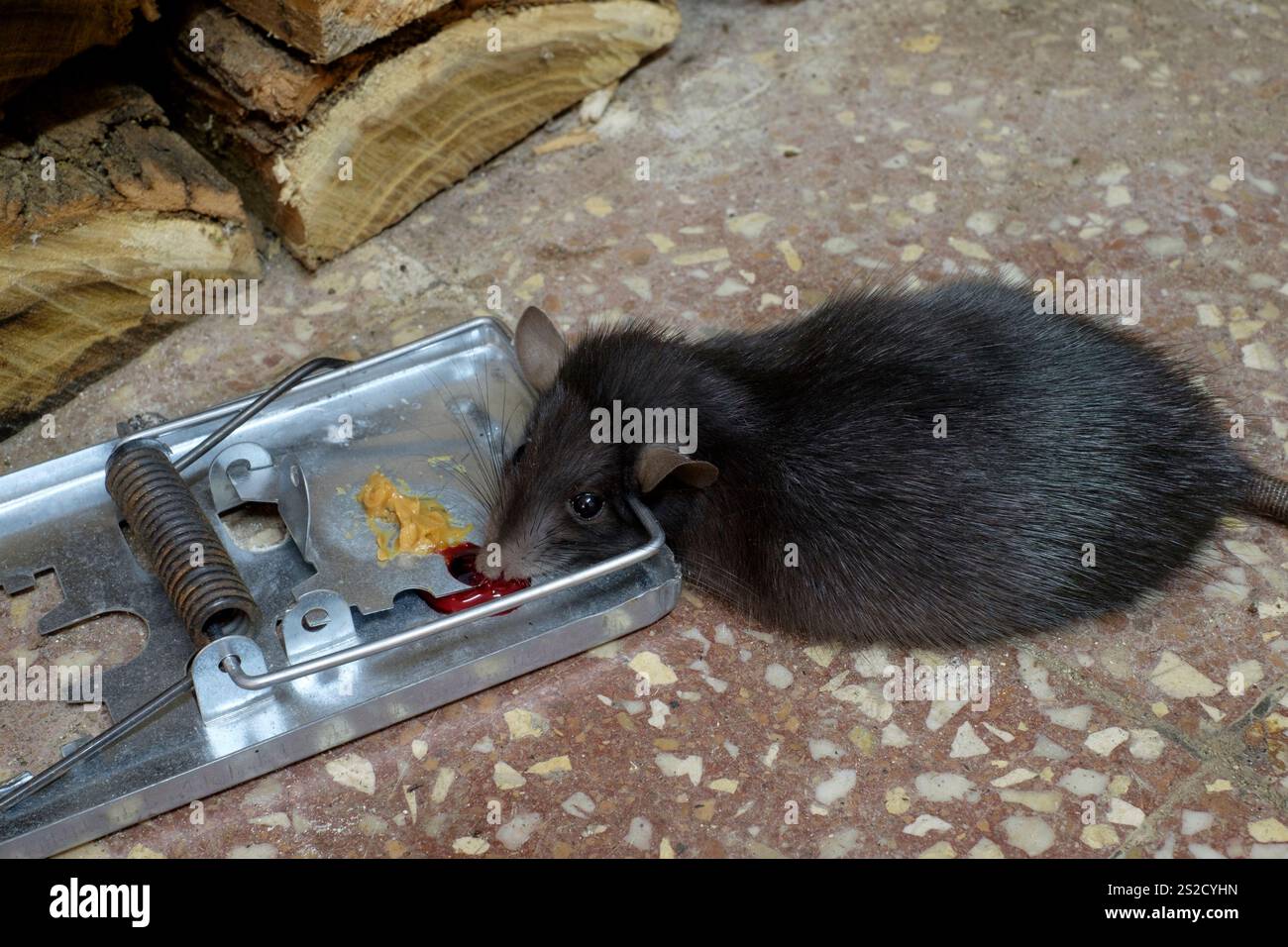 dead black rat rattus rattus caught in powerful spring rat trap in ...