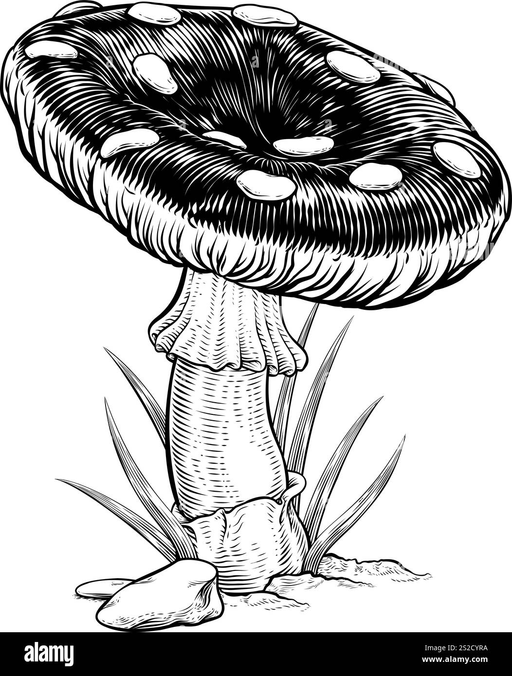 Fly agaric toadstool mushrooms Black and White Stock Photos & Images ...