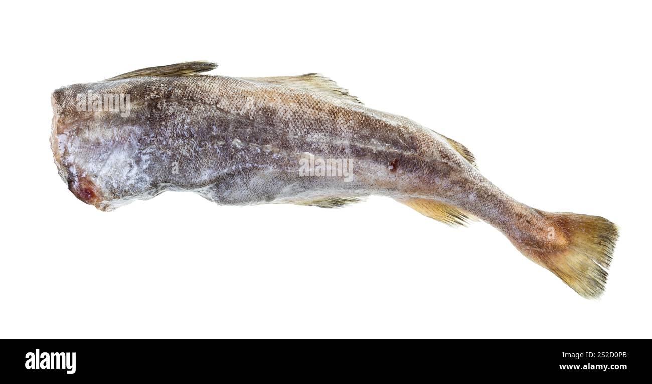 raw frozen headless cod isolated on white background Stock Photo - Alamy