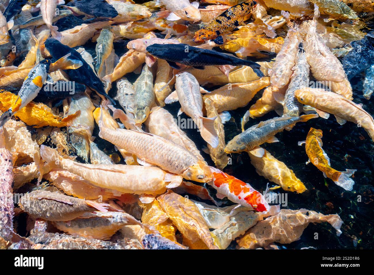 Bali, Indonesia - October 22, 2024: Tirta Gangga Water Palace in Bali ...