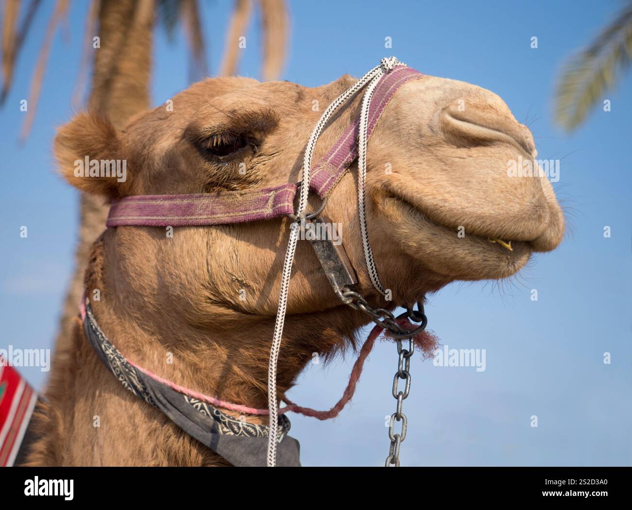 Camel in an oasis in the Judean Desert of Israel. Deserts are majestic ...