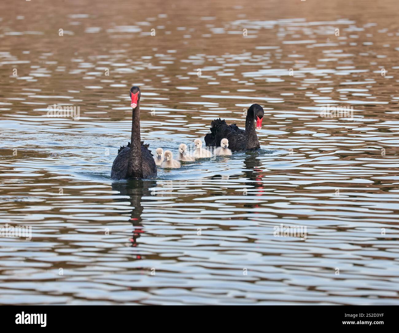 Six baby swans and their black swan parents paddle on a pond at the Old ...