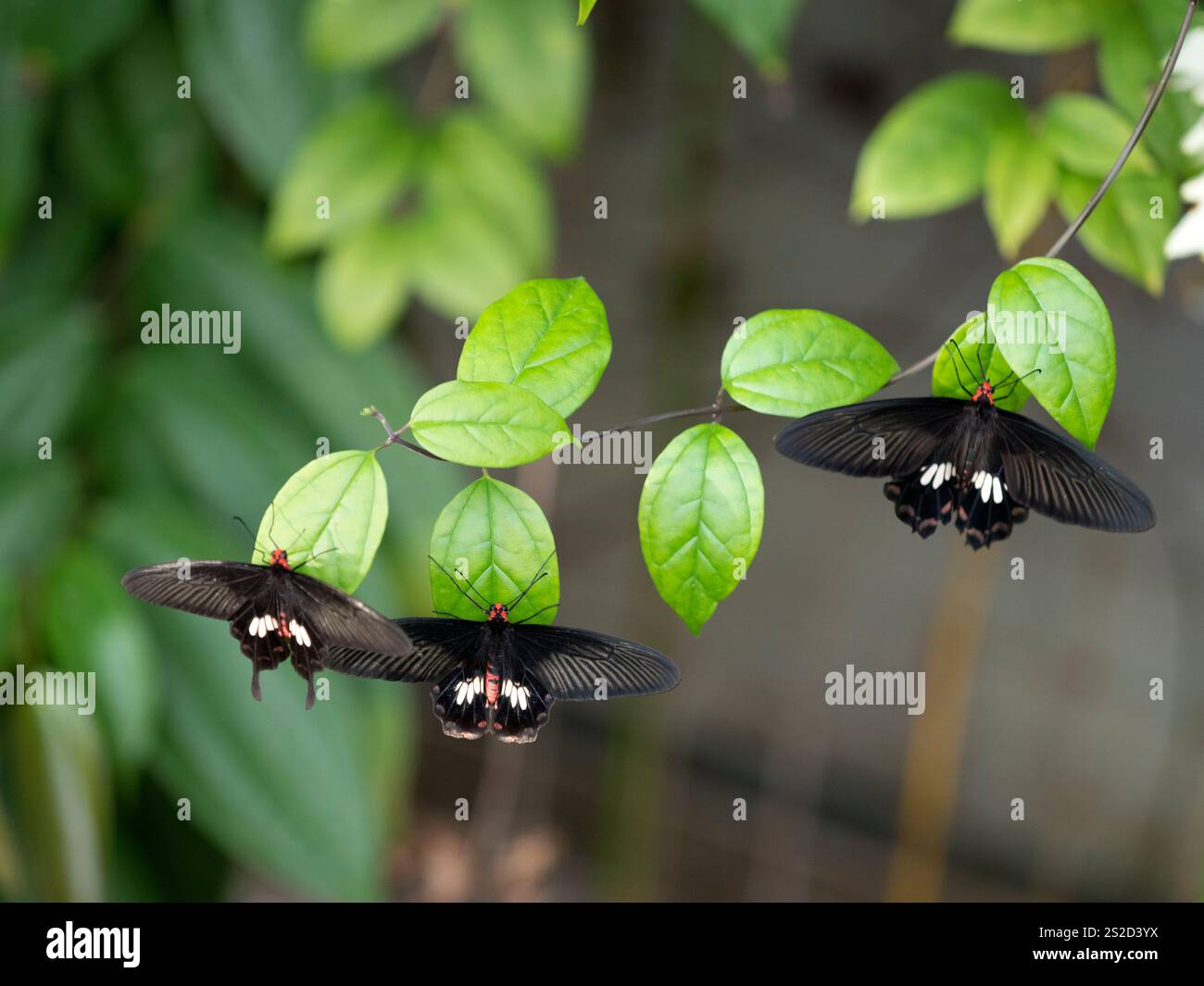 Black butterflies in Changi, Singapore. The scenic Changi Point ...
