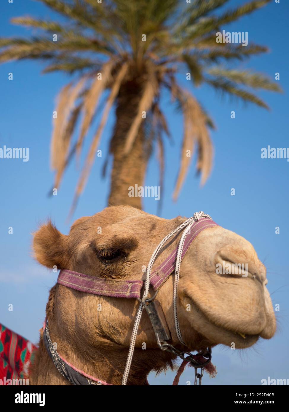 Camel in an oasis in the Judean Desert of Israel. Deserts are majestic ...