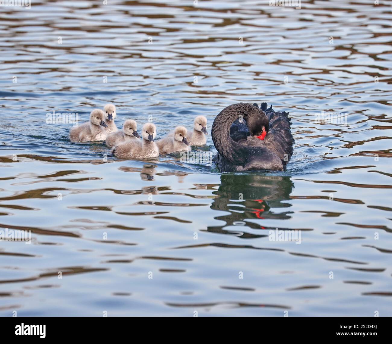 Six baby swans and their black swan parents paddle on a pond at the Old ...