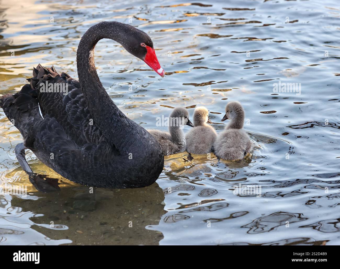 Six baby swans and their black swan parents paddle on a pond at the Old ...