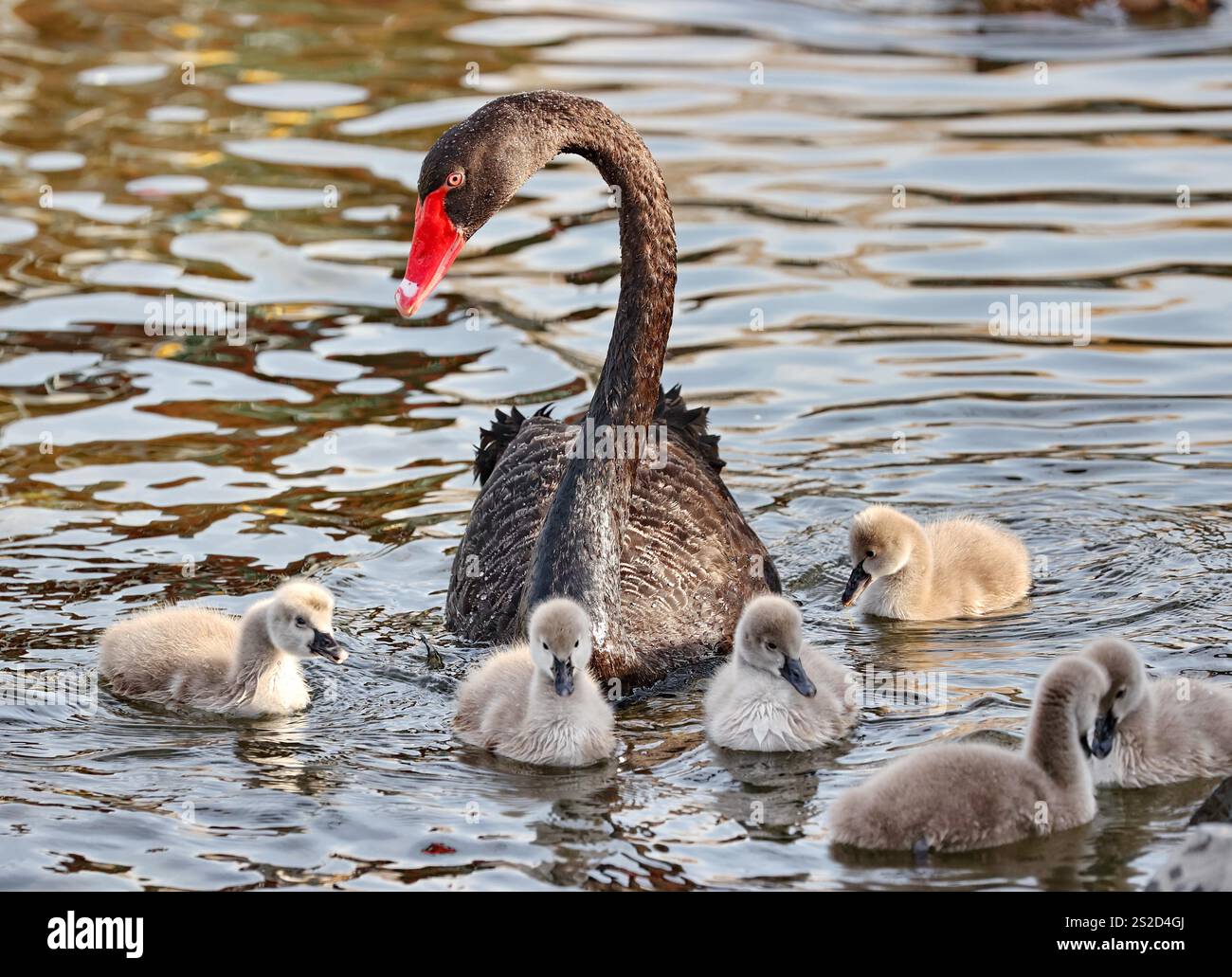 Six baby swans and their black swan parents paddle on a pond at the Old ...