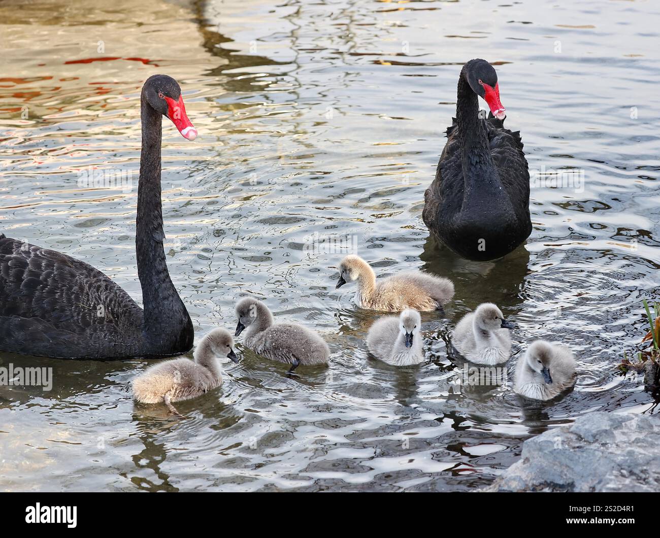 Six baby swans and their black swan parents paddle on a pond at the Old ...