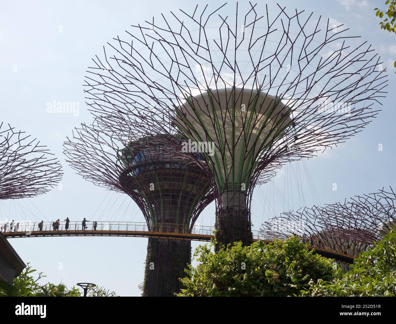 Tourists on an elevated Skywalk amidst a grove of supertrees in the ...