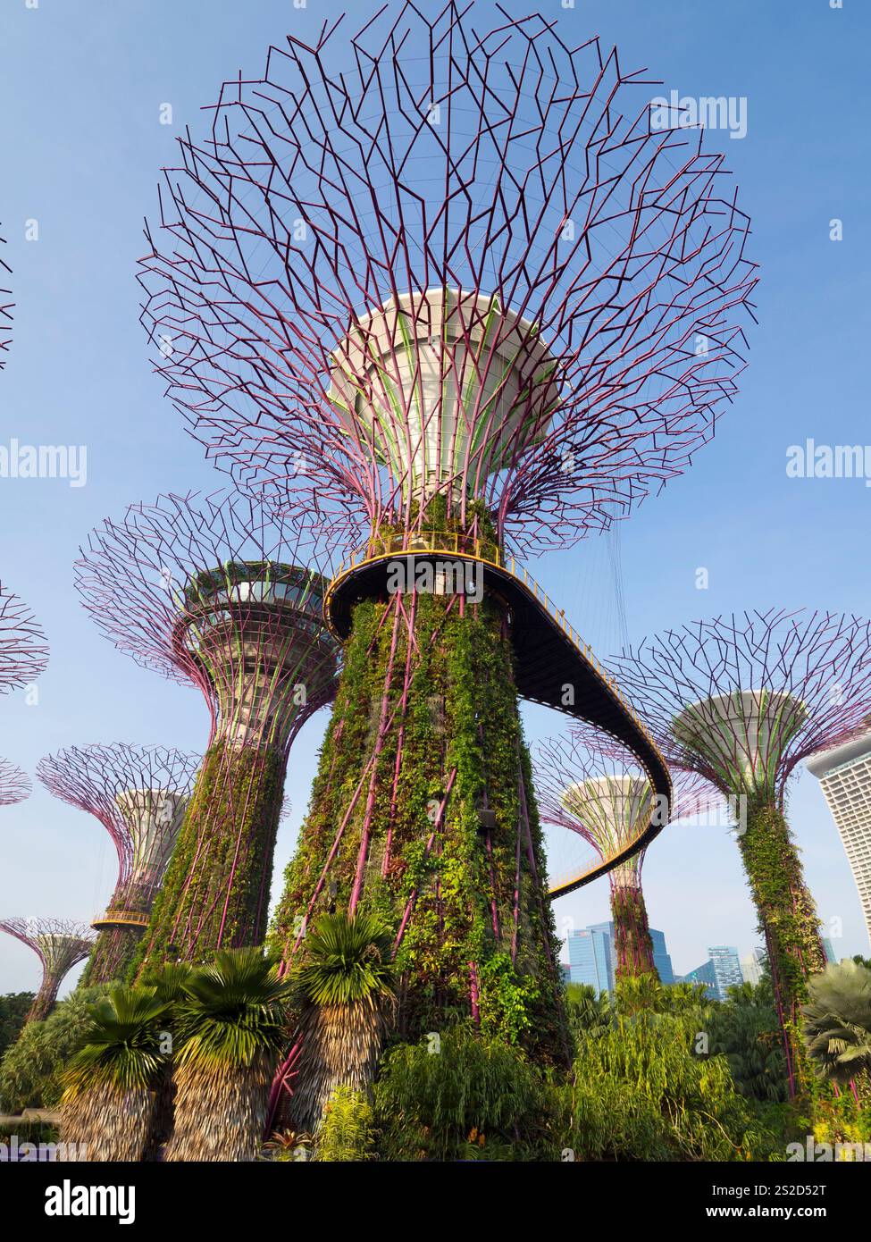 Elevated Skywalk amidst a grove of supertrees in the Gardens by the Bay ...