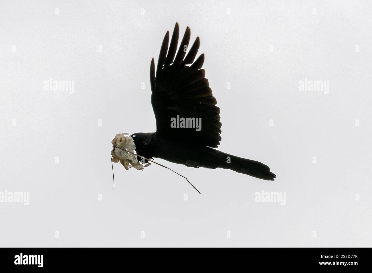 Australian Raven flying in the sky with nesting material in the ...