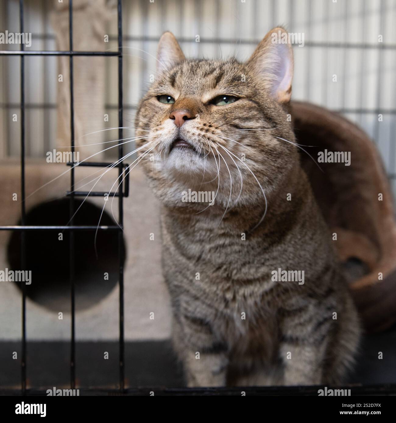 Portrait of a sad tabby cat sitting in a metal cage at an animal ...