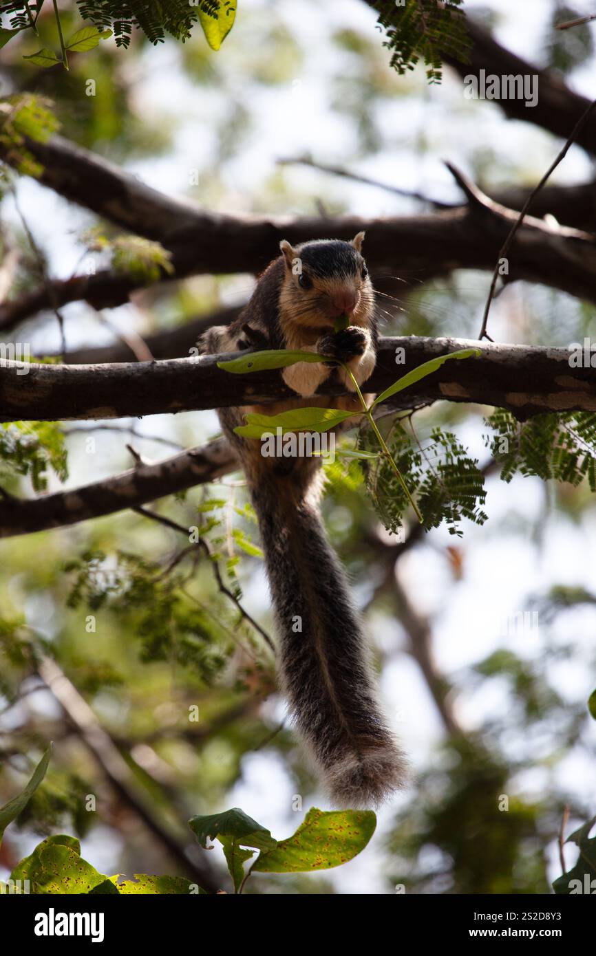 Close-up of a Malabar Giant Squirrel in a tree eating, Karnataka state ...
