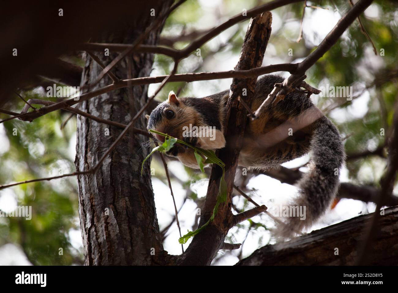 Close-up of a Malabar Giant Squirrel in a tree eating, Karnataka state ...