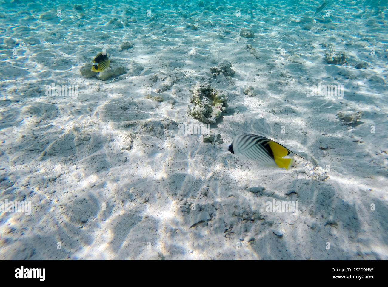 Red Sea Racoon butterflyfish (Chaetodon fasciatus) eating from the sea ...