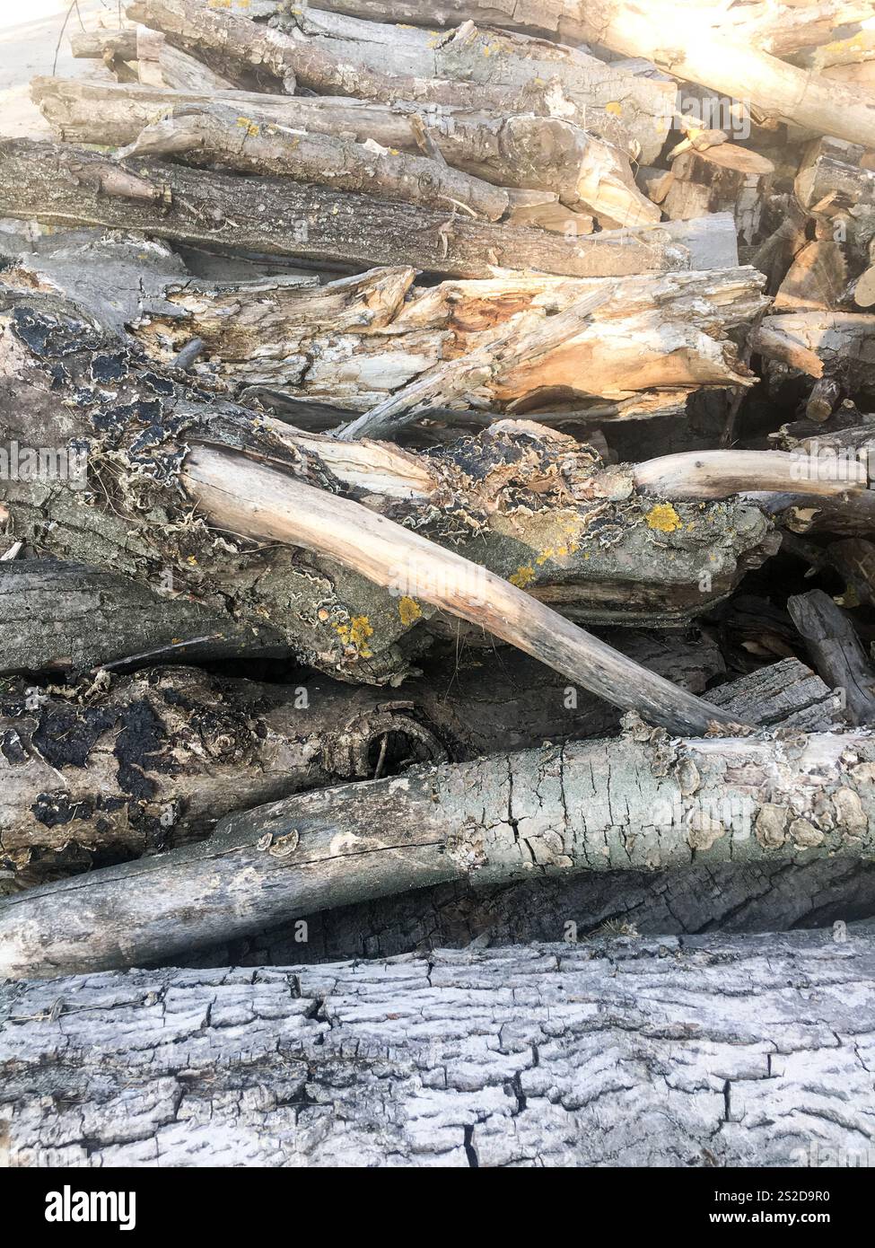 Stacked Logs Texture, Natural Background Stock Photo - Alamy