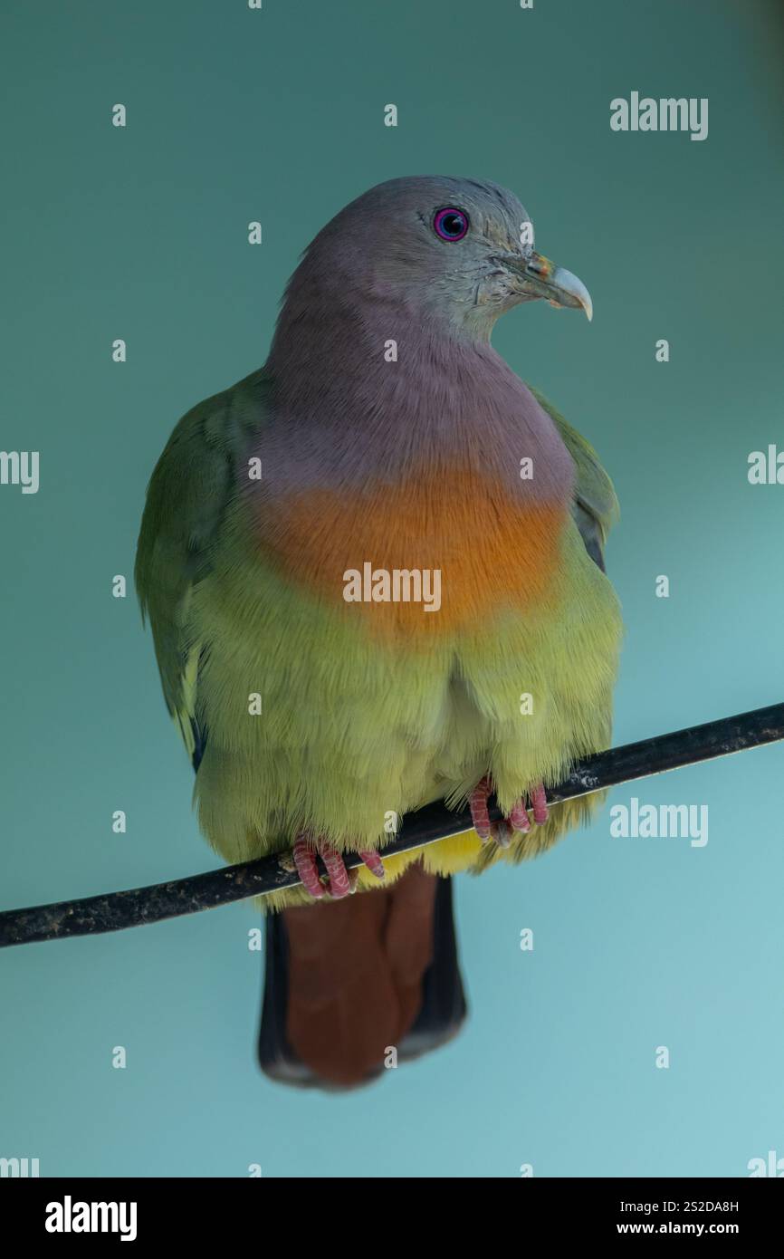 Close-up of a pink-necked green pigeon (Treron vernans), Indonesia ...