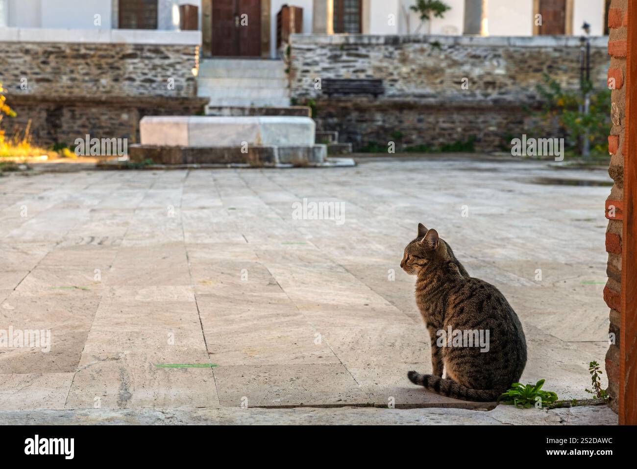 Cat living in mosque courtyard Stock Photo - Alamy