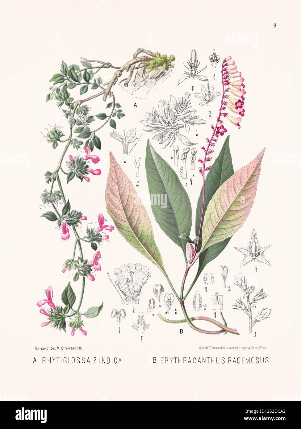 Botanical illustration from 1879, depicting plants with Latin ...
