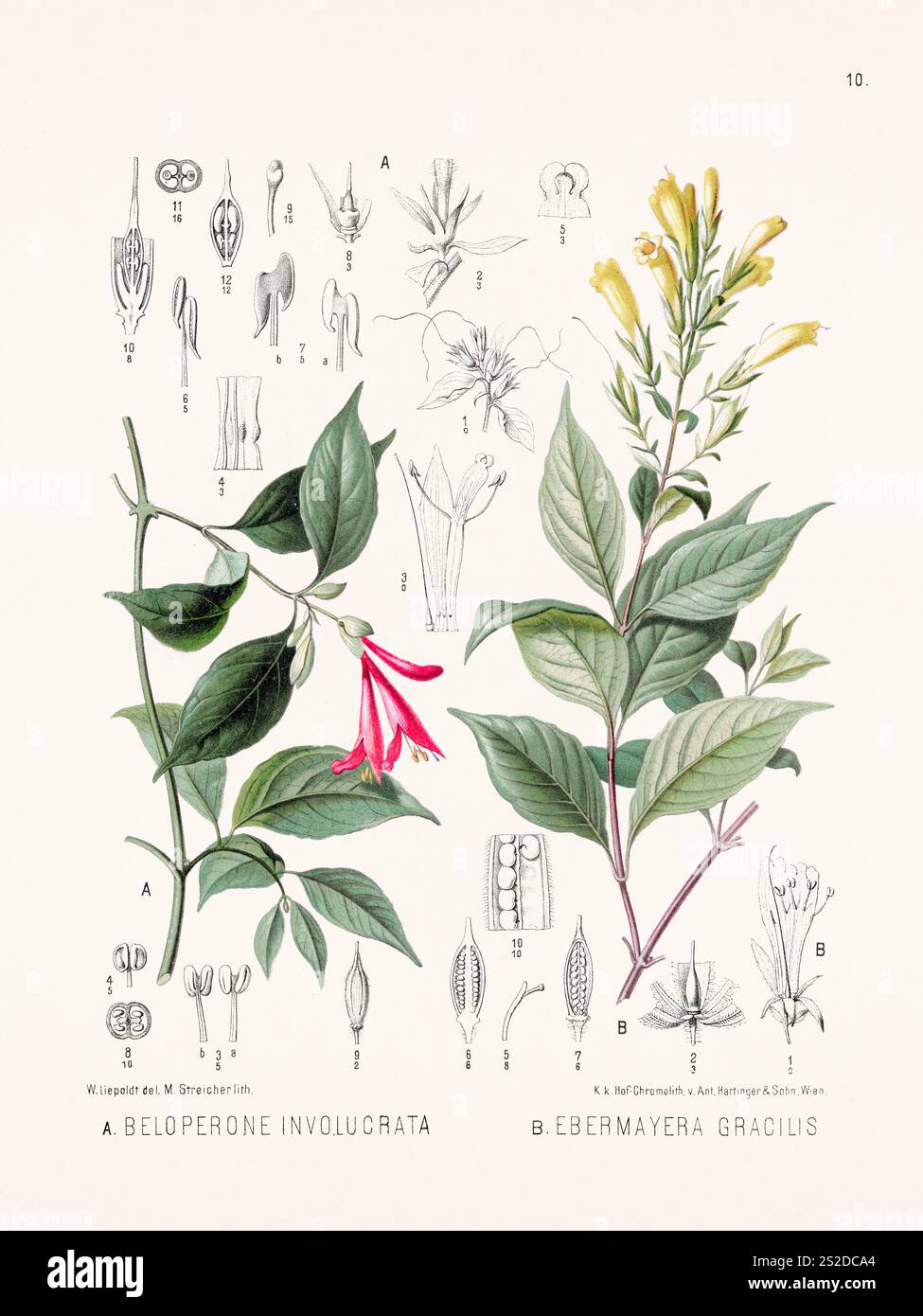 Botanical illustration from 1879, depicting plants with Latin ...