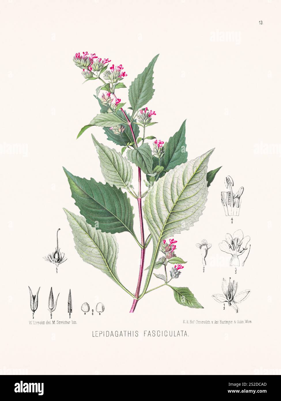 Botanical illustration from 1879, depicting plants with Latin ...
