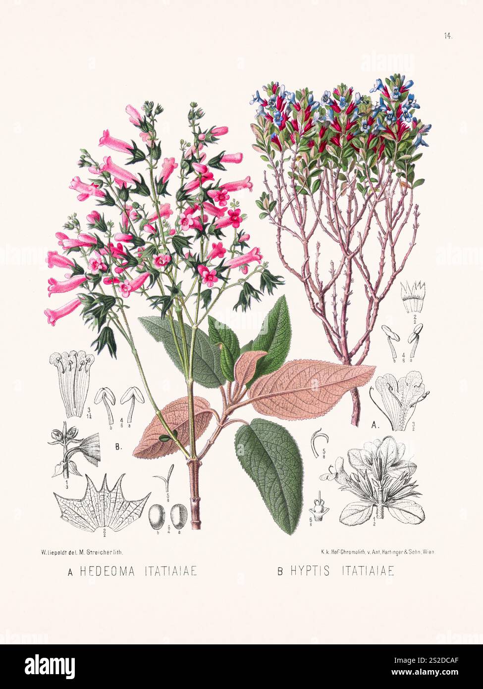 Botanical illustration from 1879, depicting plants with Latin ...