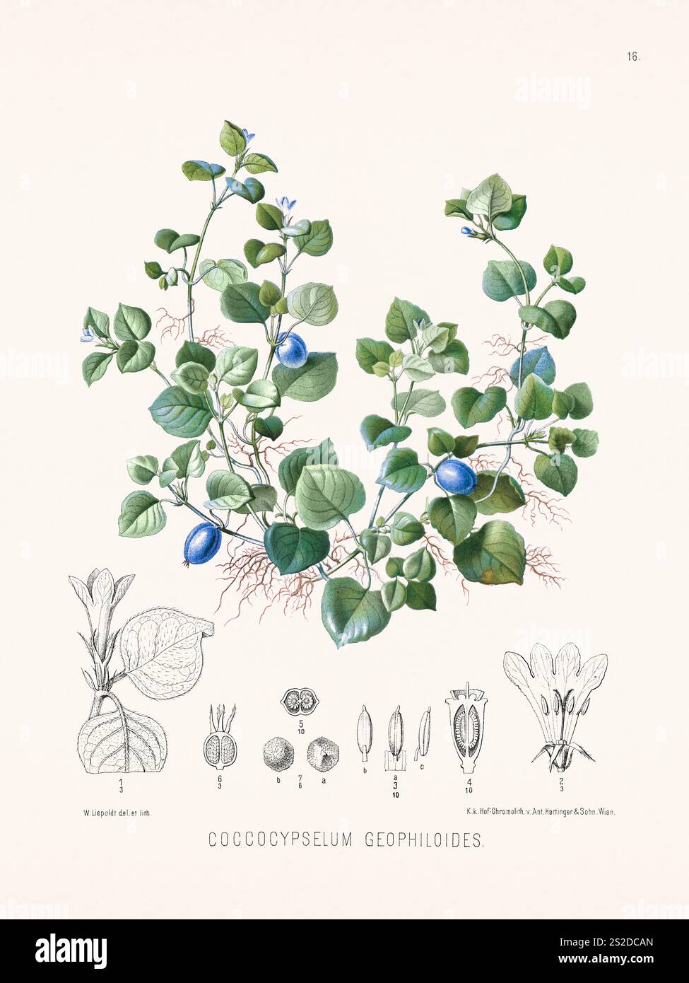 Botanical illustration from 1879, depicting plants with Latin ...