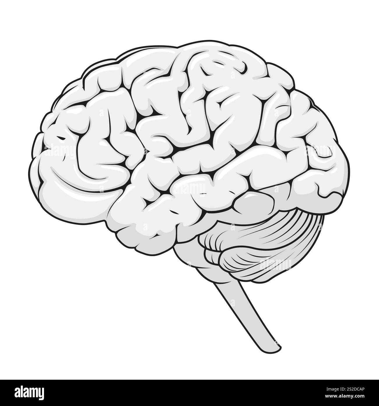 Structure of human brain schematic vector Stock Vector Image & Art - Alamy
