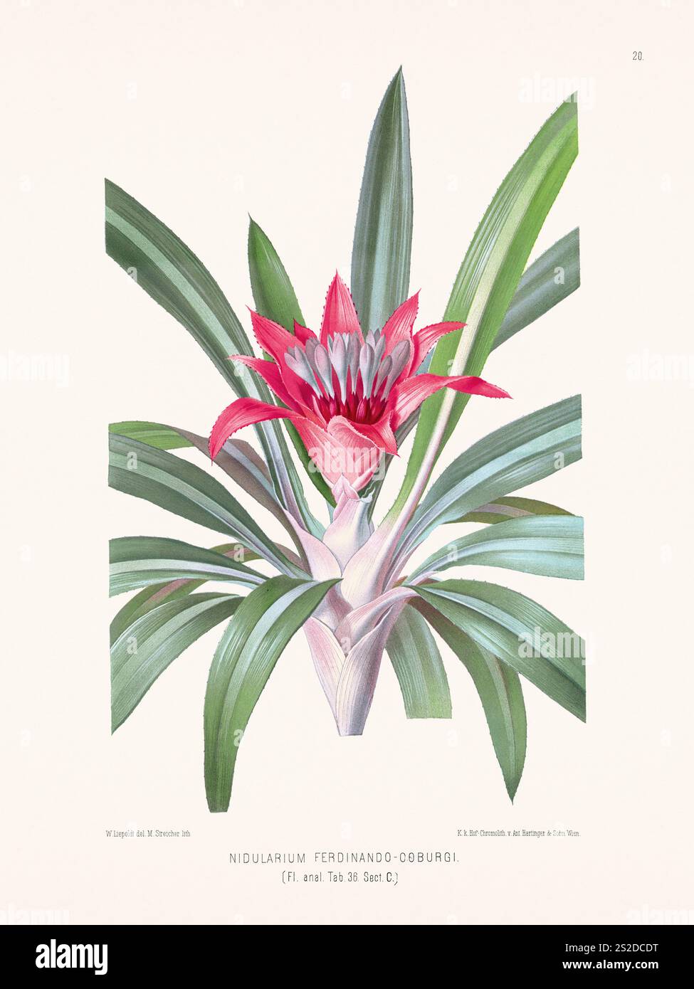 Botanical illustration from 1879, depicting plants with Latin ...