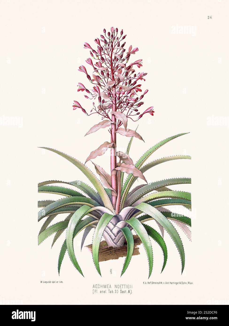 Botanical illustration from 1879, depicting plants with Latin ...