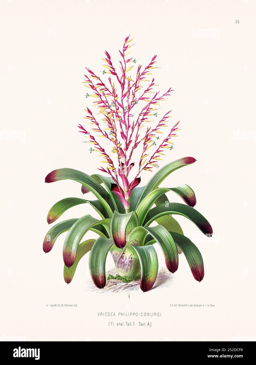 Botanical illustration from 1879, depicting plants with Latin ...