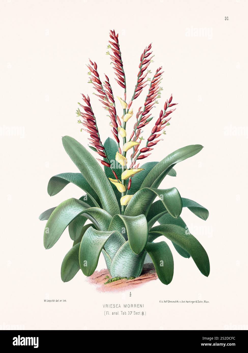 Botanical illustration from 1879, depicting plants with Latin ...
