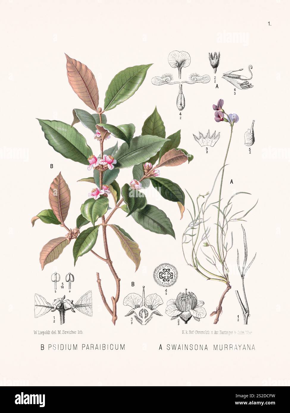 Botanical illustration from 1879, depicting plants with Latin ...