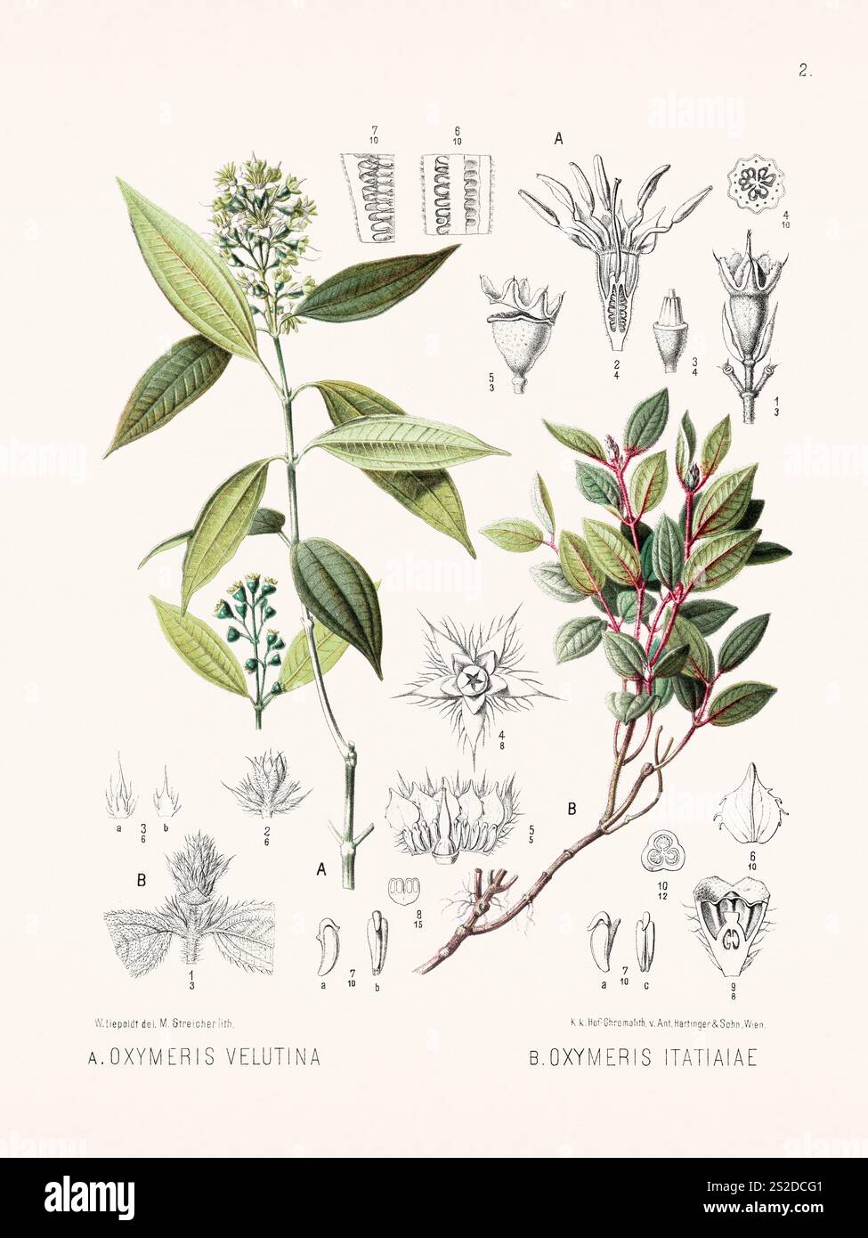 Botanical illustration from 1879, depicting plants with Latin ...