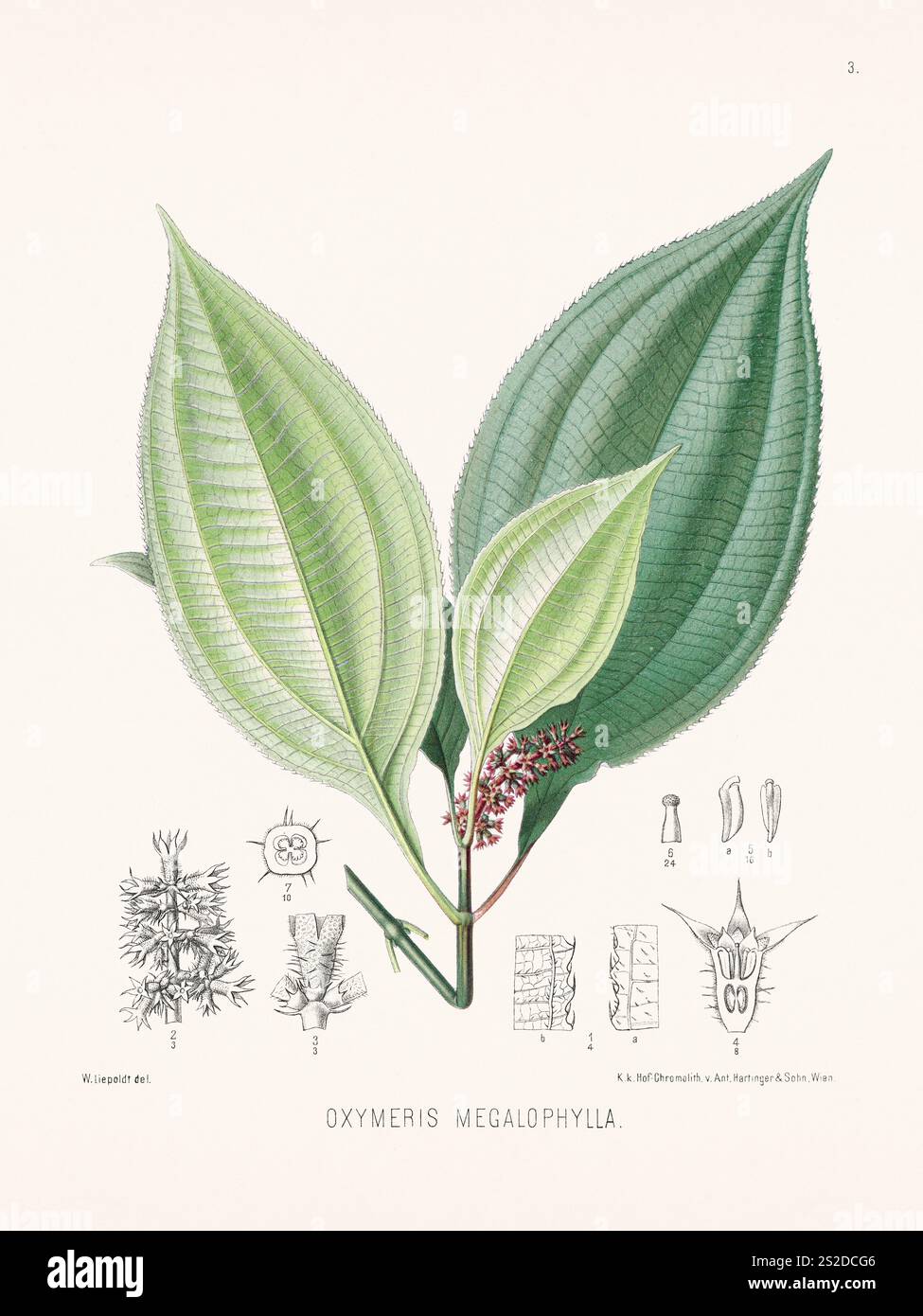 Botanical illustration from 1879, depicting plants with Latin ...