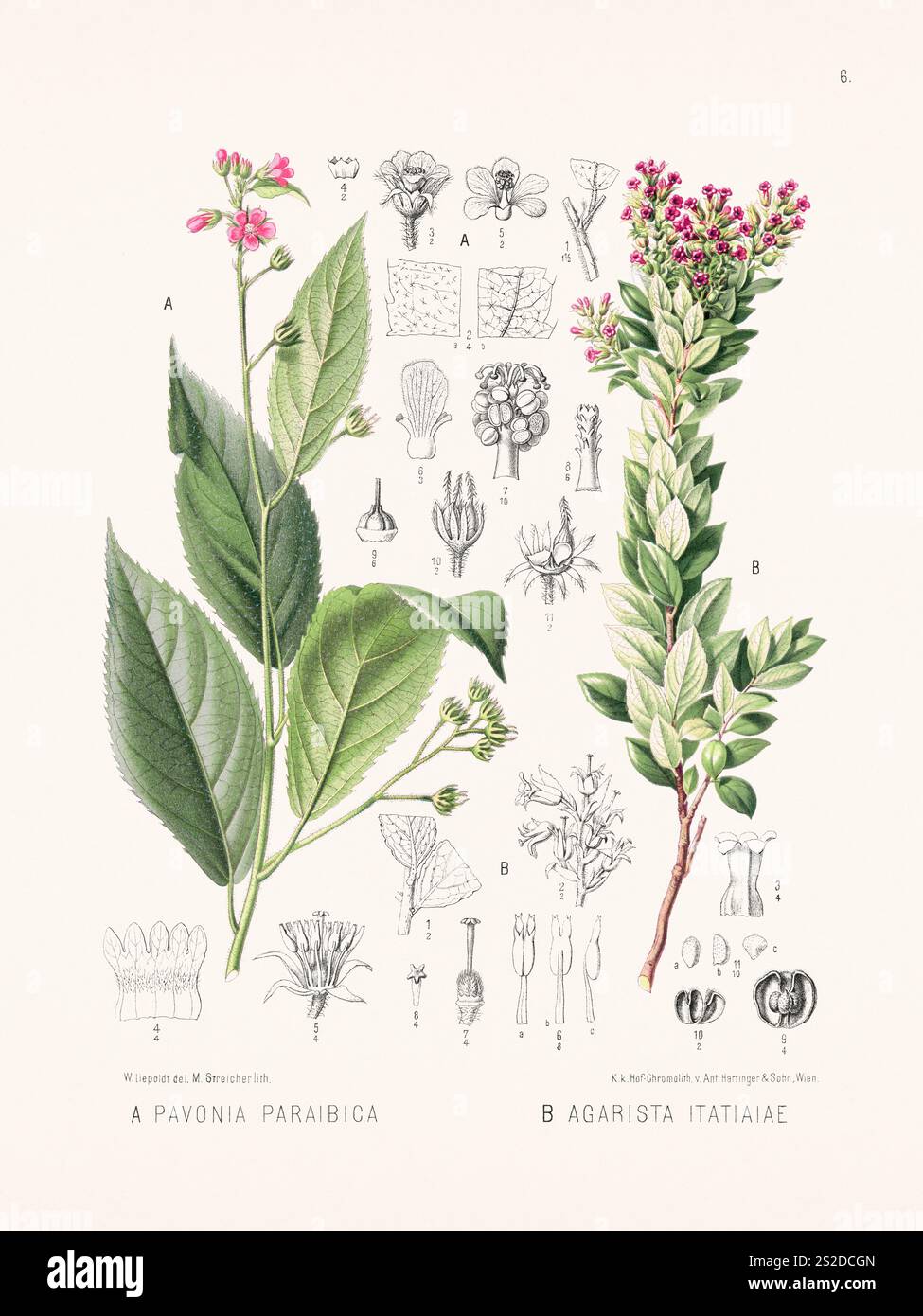 Botanical illustration from 1879, depicting plants with Latin ...