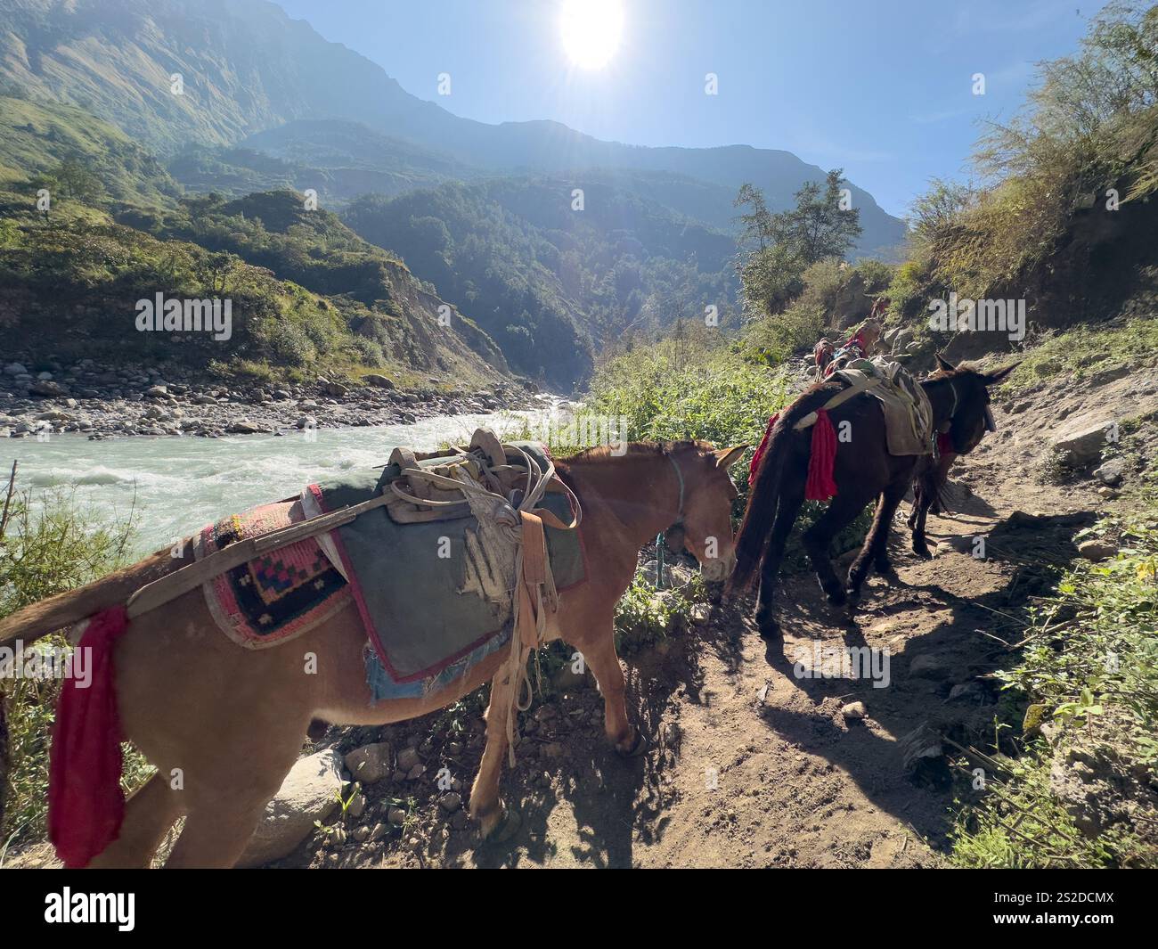 Train of Packhorses Trekking along the Buri Gandaki river, Nepal Stock ...
