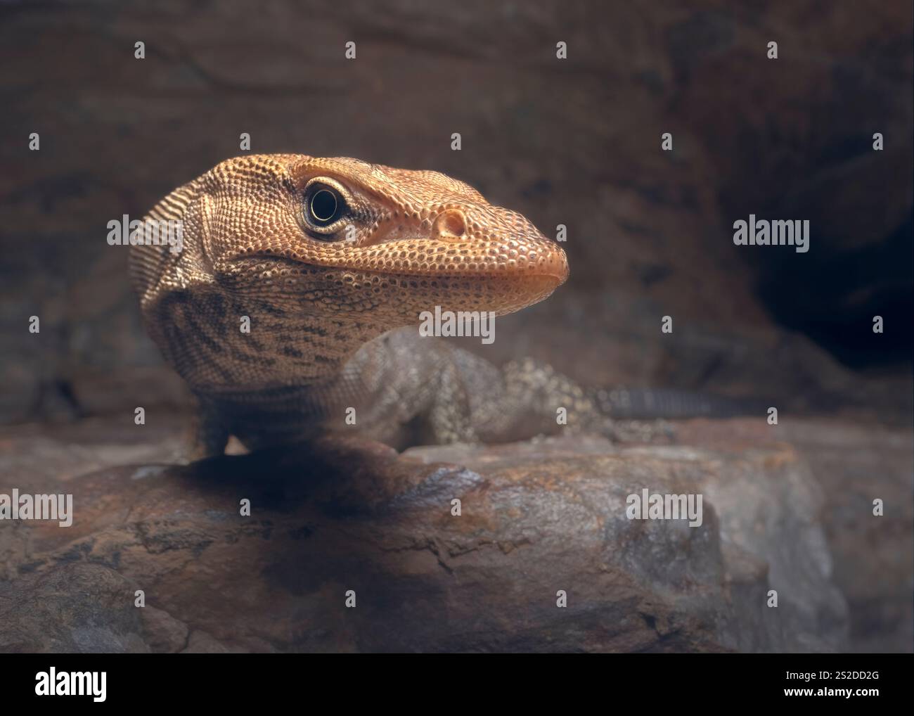 Black headed monitor lizard hi-res stock photography and images - Alamy