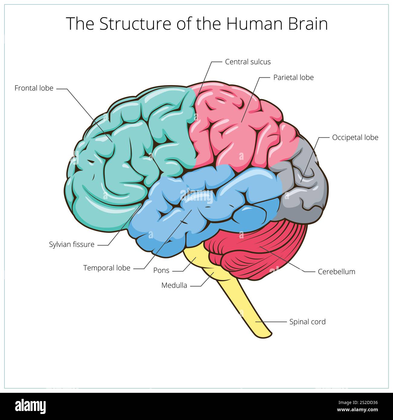 Structure of human brain schematic vector Stock Vector Image & Art - Alamy Structure of human brain schematic vector Stock Vector Image & Art - Alamy