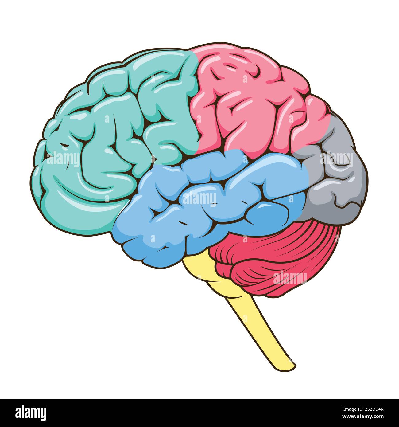 Structure of human brain schematic vector Stock Vector Image & Art - Alamy Structure of human brain schematic vector Stock Vector Image & Art - Alamy