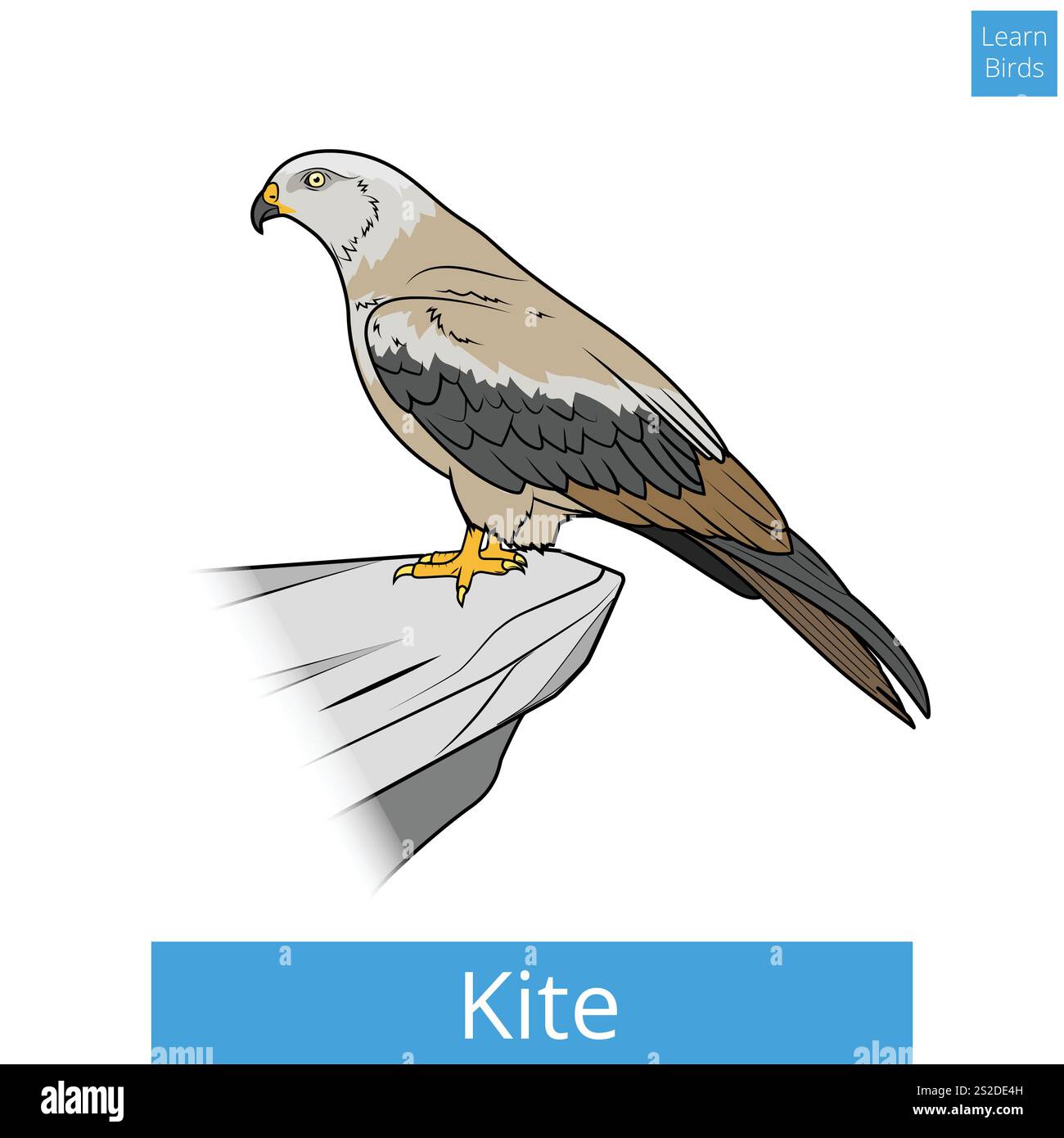 Kite bird learn birds educational game vector Stock Vector Image & Art ...