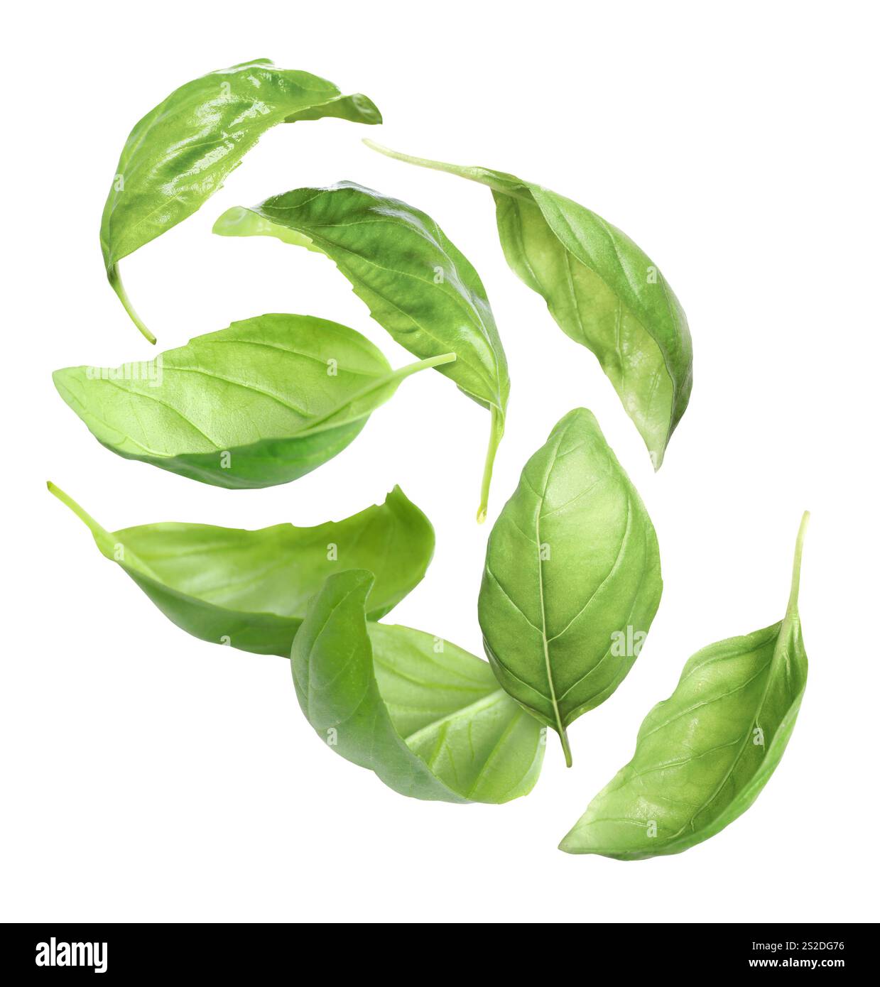 Set fresh basil leaves hi-res stock photography and images - Alamy