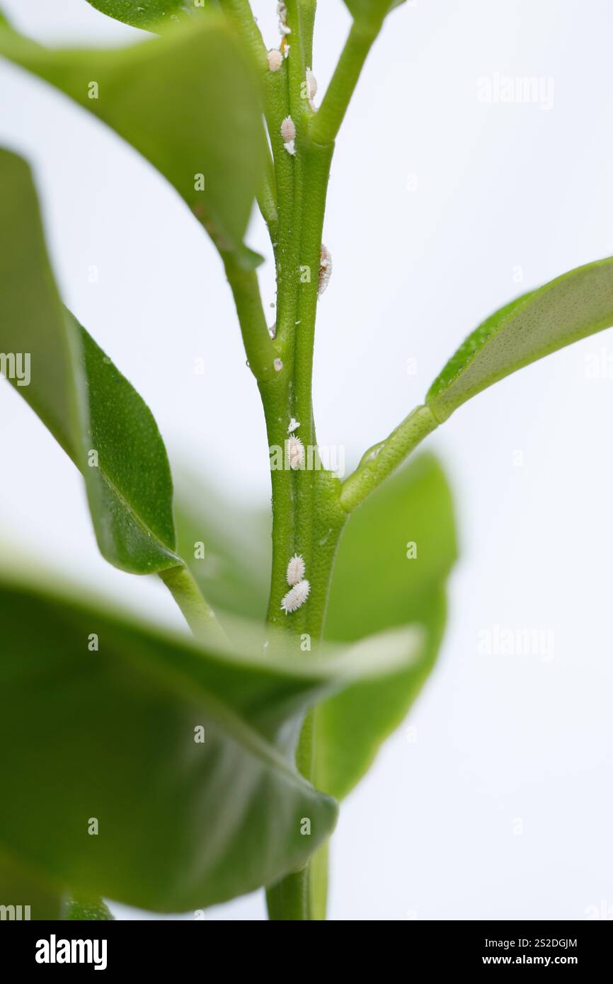 White Aphids or Mealybugs on green leaves Stock Photo - Alamy