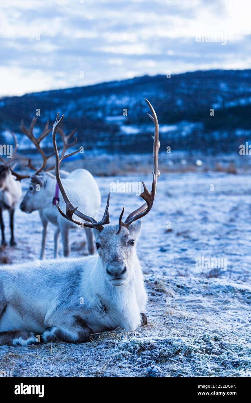 Arctic tundra animal herd hi-res stock photography and images - Alamy