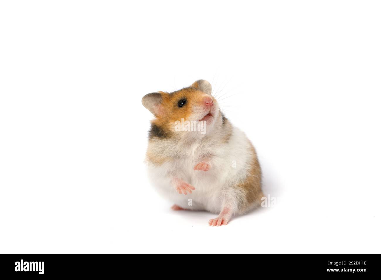 Cute small hamster with golden fur standing and looking up on white ...
