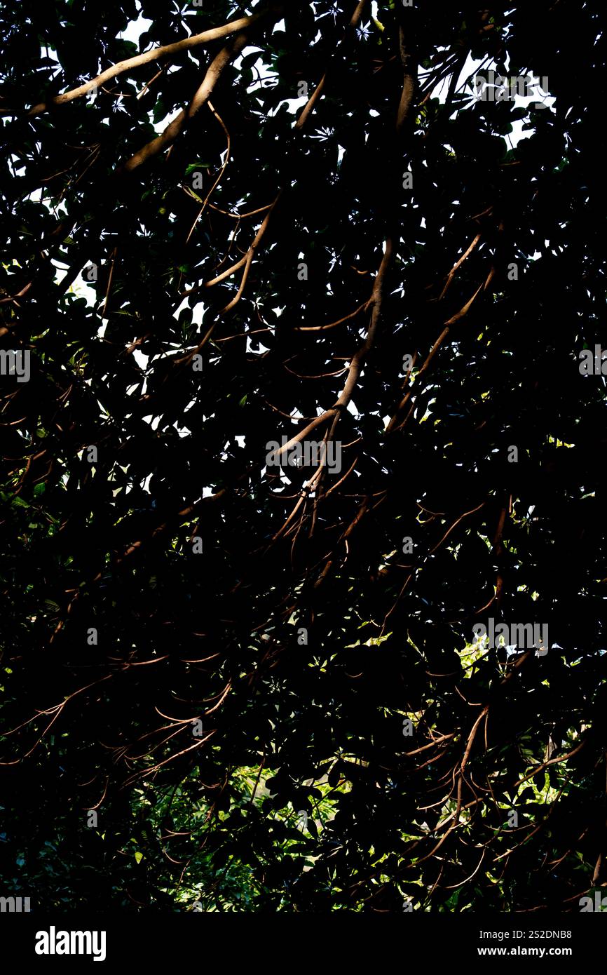 things in the shadow and light Stock Photo - Alamy