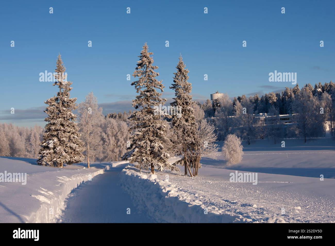 Midwinter, and snowy meadows with white frosty trees. Park, a walkway ...